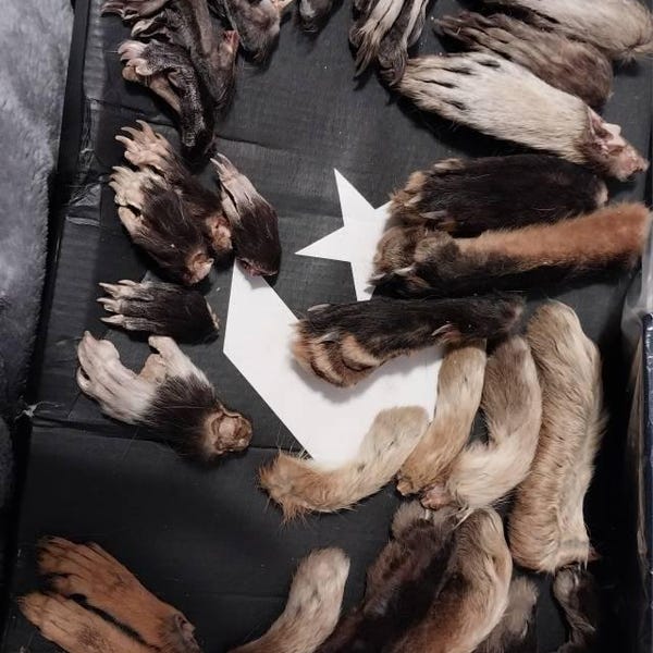 Freeze Dried Yak Feet (for One) - Taxidermy Yak, Deer Antlers ...