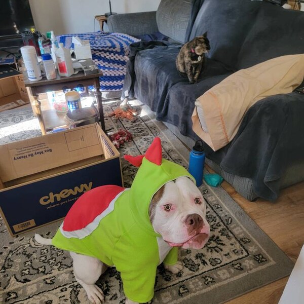 Yoshi From Super Mario Brothers Pet Costume XS to XL - Etsy