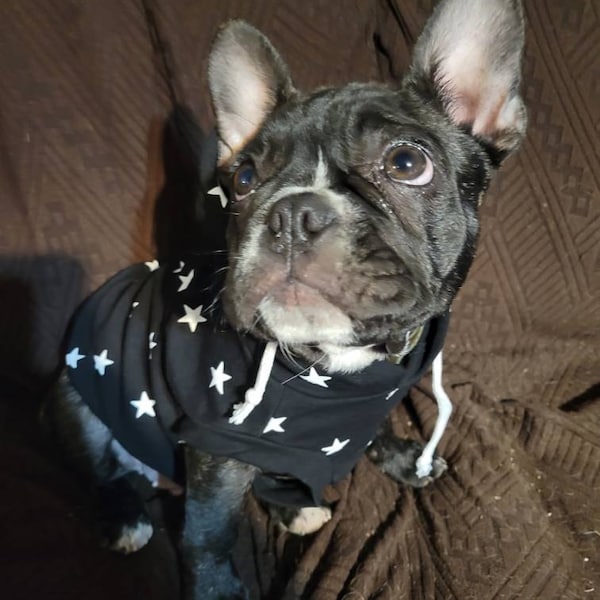 Frenchie Clothes, Frenchie Bulldog Clothes and Sweater - Etsy