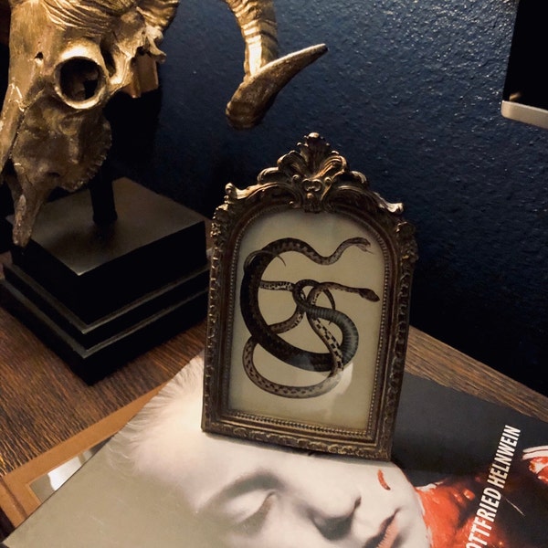 Antique Snake Art Print, Albertus Seba, Brown Snakes Painting, Viper ...