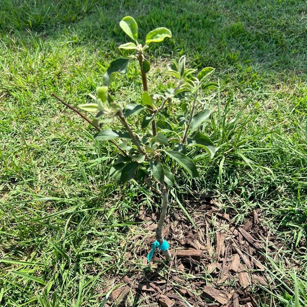 Gold Rush & Yellow Delicious Apple Tree Package - Etsy