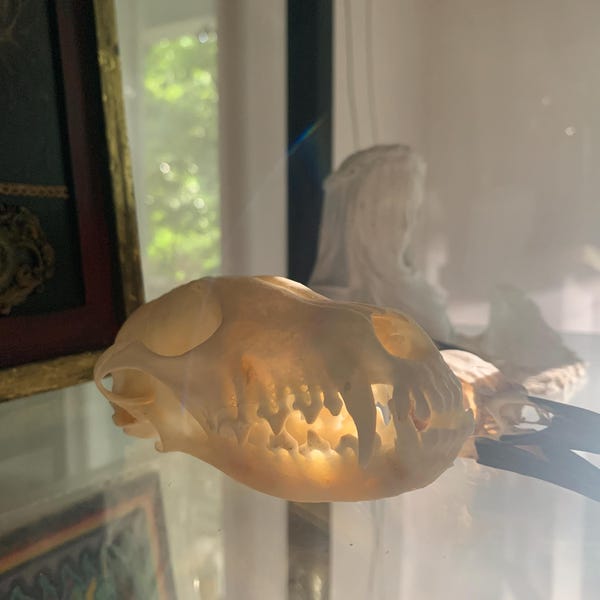 Jackdaw Crow Skull Wings Tail Feet Real Natural Carrion Rook Feathers ...