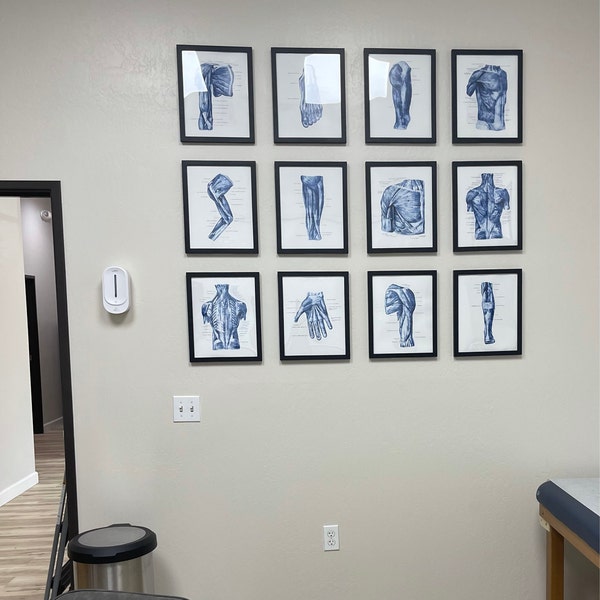 Human Muscular System Anatomy Poster Set of 12 Muscles Structure Print ...