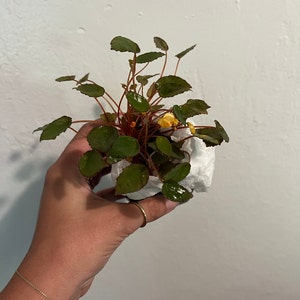 Begonia monica - Etsy
