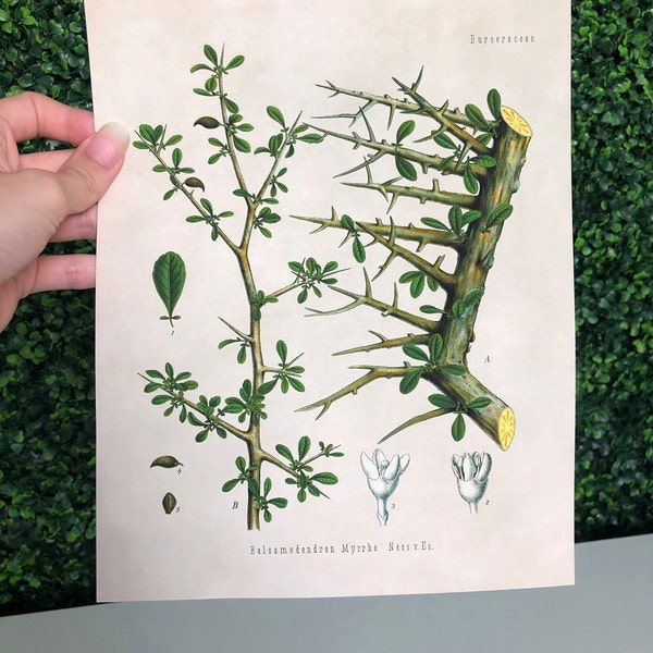 Myrrh Tree Plant Print, Medicinal Plants Botanical Illustration ...