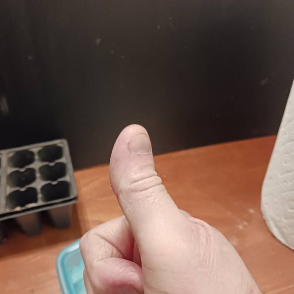 Queen Anne's Lace 'green Mist ' 50/pkt - Etsy