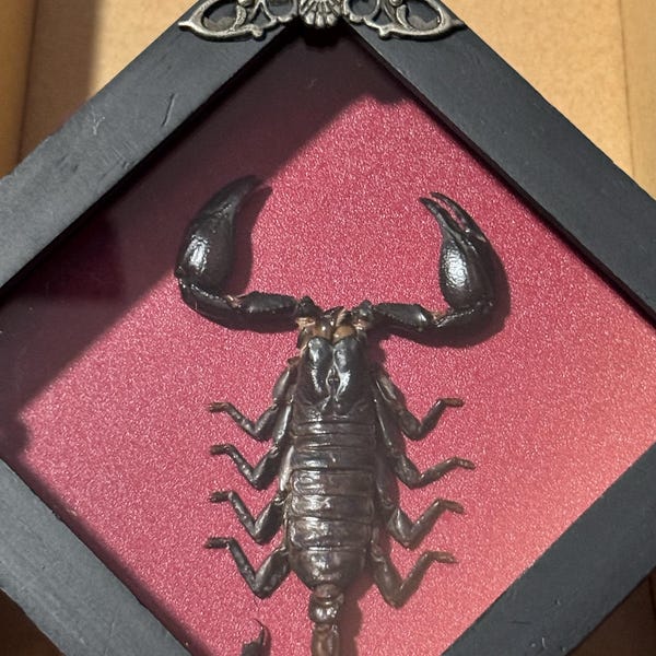 Scorpion Frame Taxedermy Black Wall Decor Gothic Artwork, Preserve ...