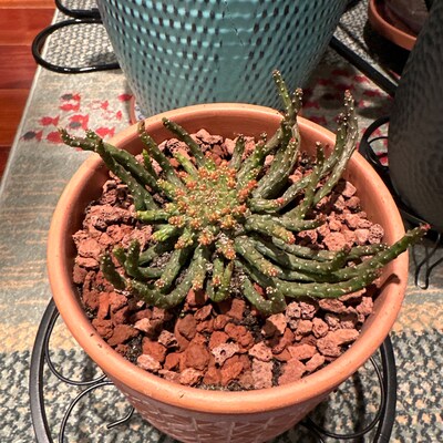 Rare Cactus Euphorbia Medusa Plant Drought Tolerant - Etsy