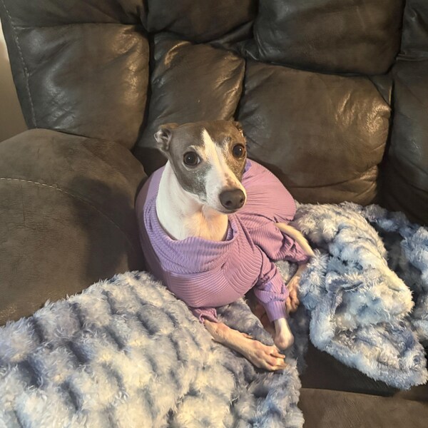 Italian Greyhound Rib Knit Pjs - Etsy