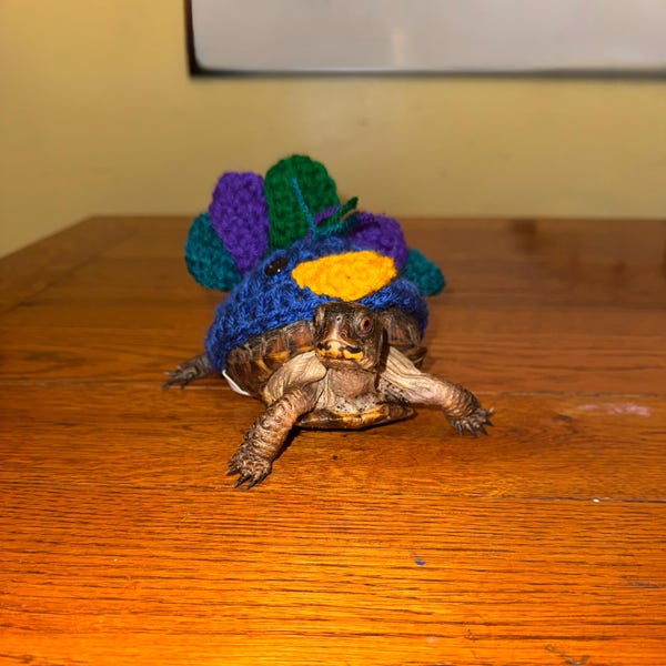 Magic Mushroom Crochet Costume for Turtles/ Tortoises - Etsy