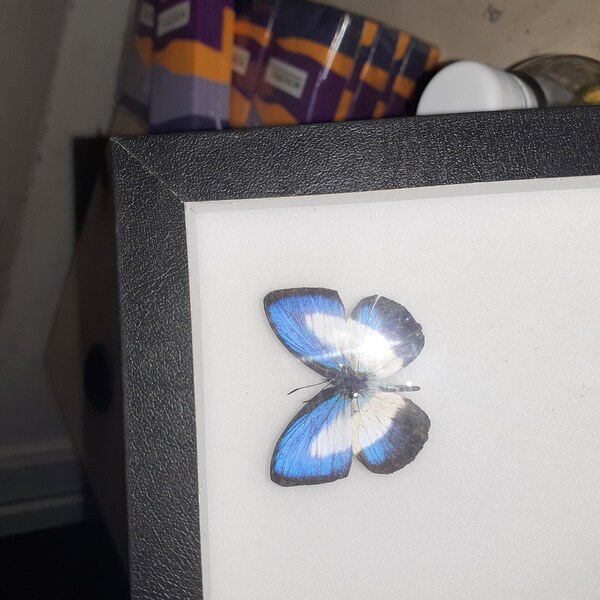 Pack of 4 Beautiful Butterflies Danis Danis Philostratus, Lycaenidae ...