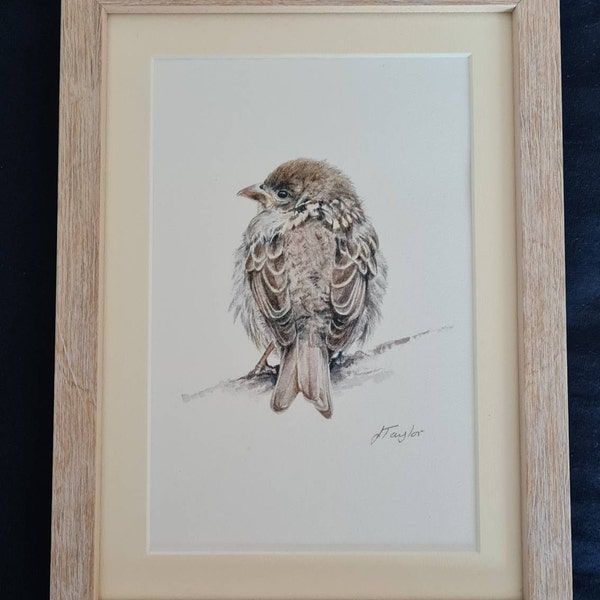 YOUNG SPARROW: Signed Print of a Watercolour Painting by Jan Taylor. - Etsy