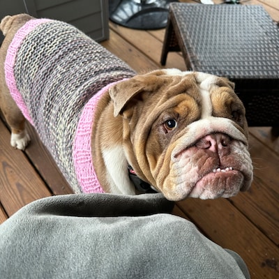 English Bulldog Hand Knit Sweater 18' Long Wool Charcoal Cable - Etsy