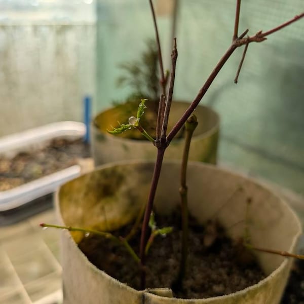 Orido Nishiki Japanese Maple Tree Cuttings Live Plant Perennial Shrubs ...