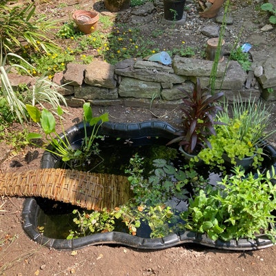 Hedgehog Pond Ramp, Hedgehog Conservation, Pond Decorations, Gardener ...