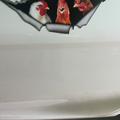 Chicken Window Decal, Chicken Car Decal, Funny Chicken Sticker - Etsy