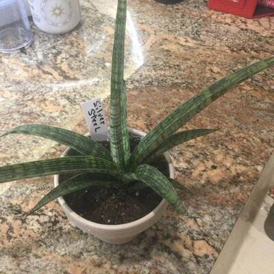 Neoregelia 'blushing Zebra' Bromeliad Plant 4'' - Etsy