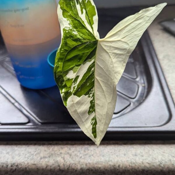 Plant Propagation Station | Grow Plants Starter Station | Gifts for Him ...