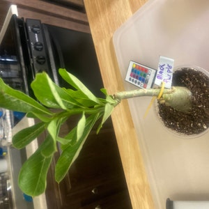 1 Grafted Doubleblack Purple Adenium Obessum/desert Rose Plant. 4-6 ...