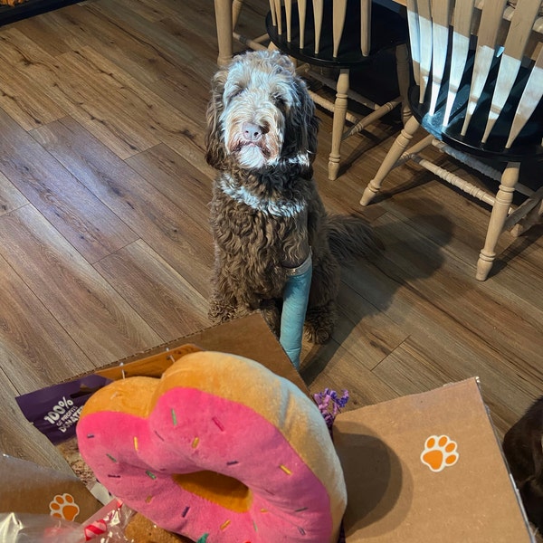 Double Pup Parcel - Doggy Gift Box - EIGHT Toys/treats! - Etsy