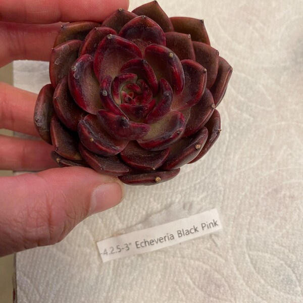 4,5"echeveria Pushke Rare Korean Succulent - Etsy
