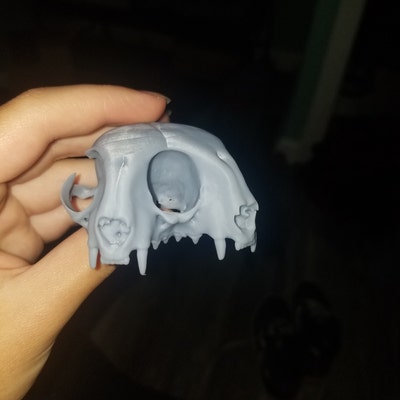 Conjoined Cat Skull Replica Oddity 1:1 Full Scale Feline Anatomy Curio ...