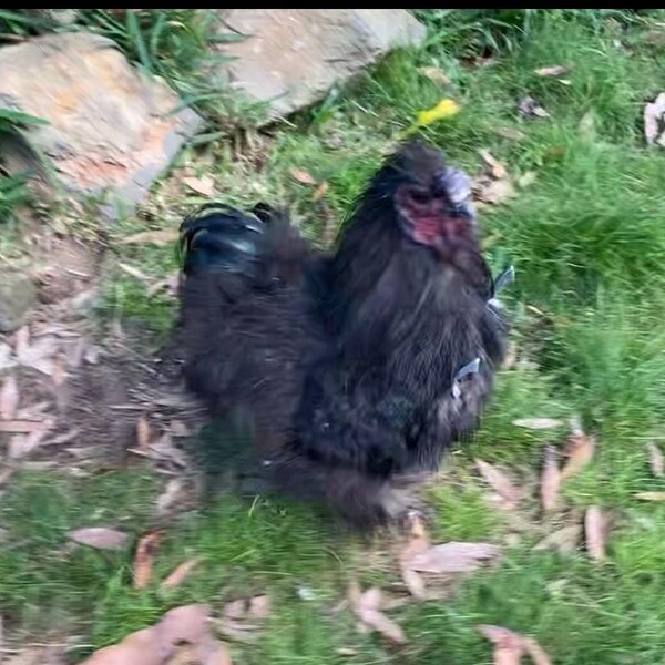 AVON ~ Topsy-turvy ~ Bubble Bath W/ Box ~ '60s-'70s USA Kids Product ...