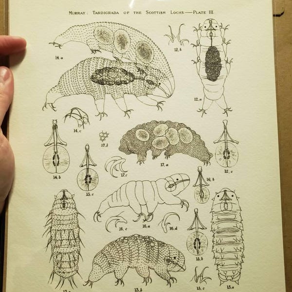 Tardigrade (water Bear) Anatomy Specimens PLATE 3 - SC-20-24 - Fine Art ...