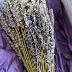 Folgate Royal Velvet and Melissa Lavender Seeds - Etsy