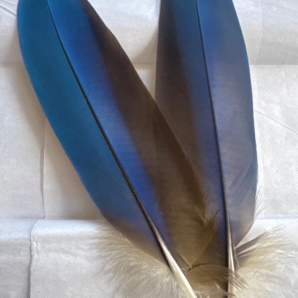 2 Matched Pairs Macaw Wing Feathers, Large Blue Parrot Feathers ...