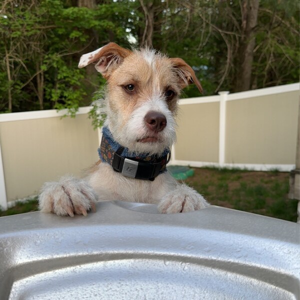 Fi Series 2 Collar Adapter - Etsy