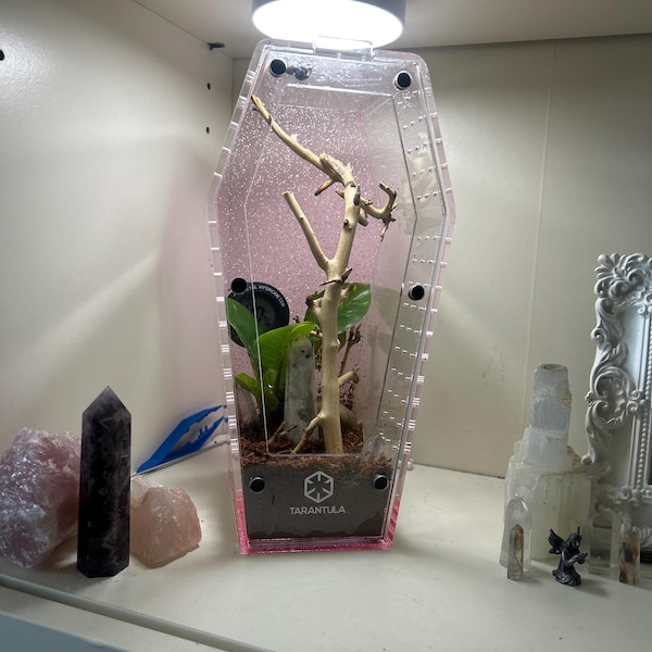 Coffin Crib Medium- Clear | Coffin Shaped Terrarium | Spider Enclosure ...