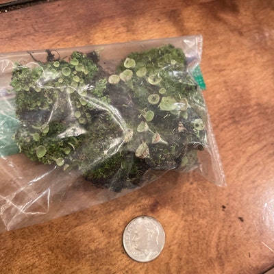 2 Pack Pixie Cup Live Lichen Moss for Terrariums Fairy Gardens Bonsai ...