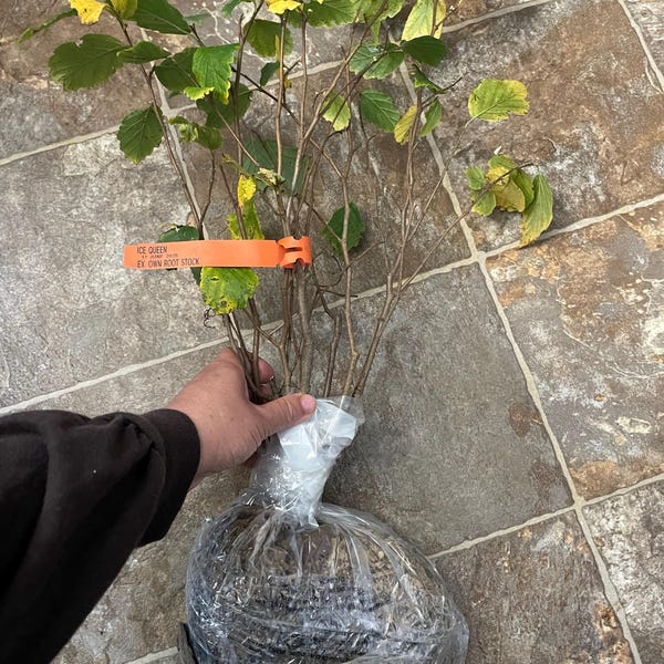 Viburnum Burkwoodii 'mohawk' Burkwood Viburnum Live Plant 4 Pot Size - Etsy