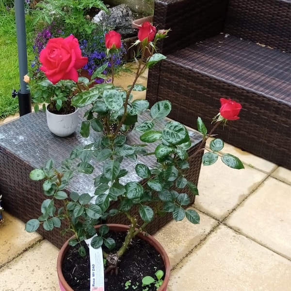 Rosa 'mum in a Million' Potted Rose Fragrant Pink Beautiful Blooms ...