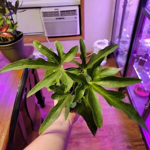 Calathea Makoyana peacock Dwarf Variety Grown in a 6 Pot - Etsy
