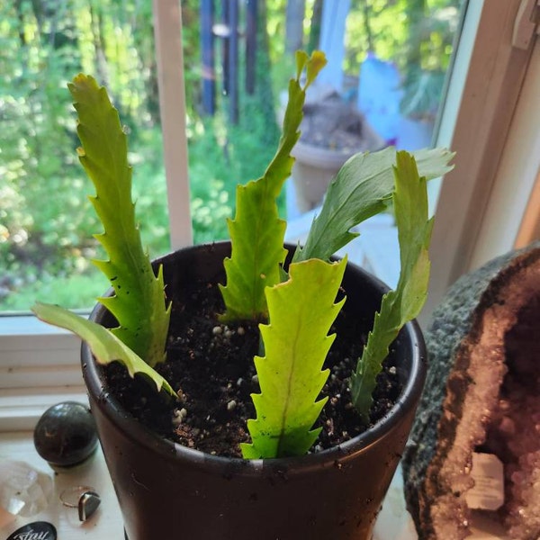 Iresine Herbstii (bloodleaf) - 3 Inch Potted Plant - Etsy