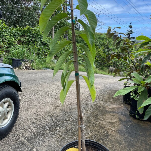 Geffner Atemoya 1 Plant - 2 to 3 Feet Tall - Ship in 3gal Pot - Etsy