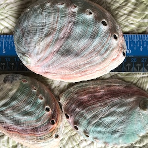 Nessastores Threaded Abalone Sea Shell One Side Polished Beach - Etsy