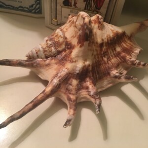 Brown Turkey Wing Seashells Ark Shells Arca Zebra Coastal - Etsy