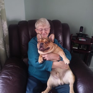 Stone Garden Lying Frenchie French Bulldog Dog Puppy Ornament Statue - Etsy