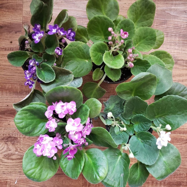 Optimara African Violet Variety Pack (4 Plants) 4" Pots - Etsy