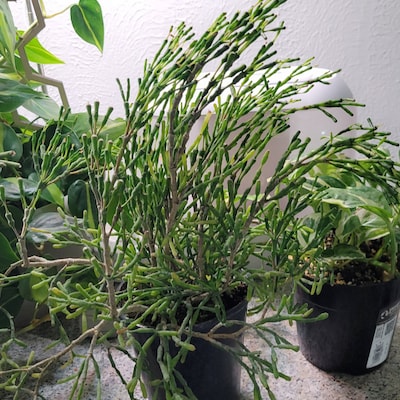 Rhipsalis Hatiora Salicornioides Dancing Bones Cactus Rare Succulent ...