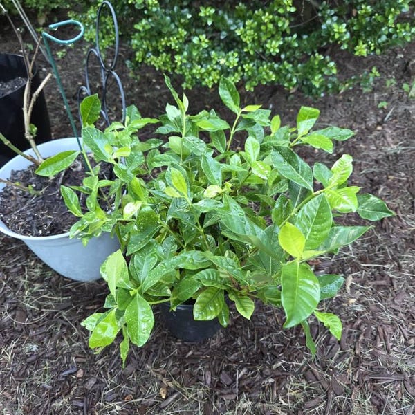 Calathea Pilosa Super Lush | Calathea Pilosa Starter Plant | Rooted ...