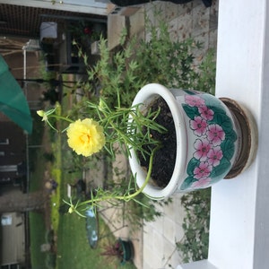 SEEDS Rain Lily Flor De Mayito Zephyranth Cooperia Pedunculata - Etsy