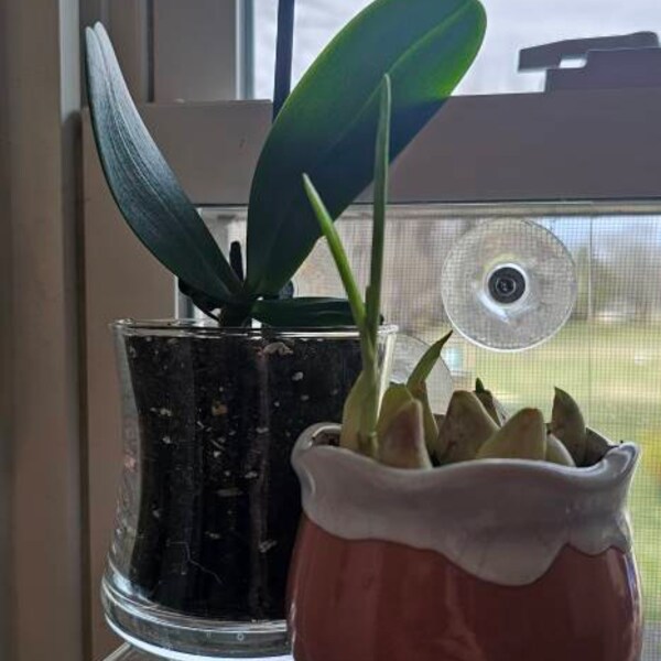 Suction Cup Window Planter - Long Triangular Window Box Style - 8" Long ...
