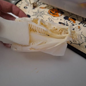 Real Silver Toadfish Skull, Silver Toadfish Skeleton, Lagocephalus ...