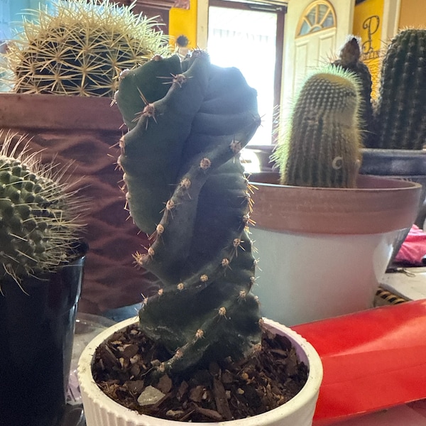 Brain Cactus | 2.5 Inch | Stenocactus Crispatus | Rare Cactus | Live ...