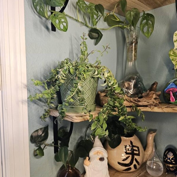 90s Nostalgia Troll Planters W/live Succulents or Air Plants / Easy ...