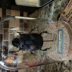 Real Leafhopper Bug Display Unique Insect Display Dome - Etsy